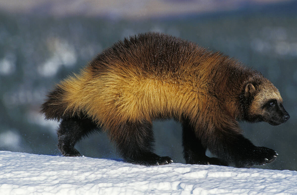Inuvik Drum news briefs: Wolverine seen in town, culture connections ...